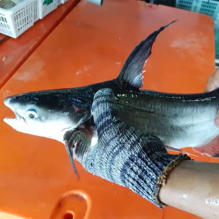 Seafood • Ah Lau Food King